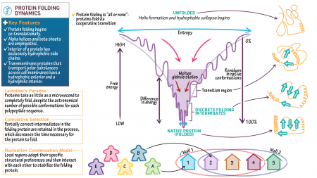 Biochemistry: Protein Folding Dynamics | ditki medical & biological ...