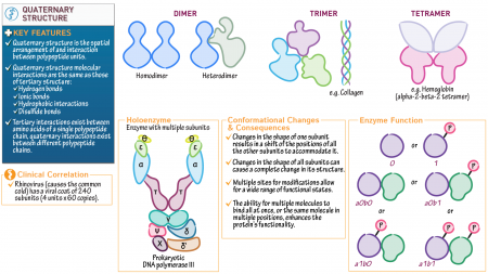 Biochemistry: Quaternary Structure | ditki medical & biological sciences