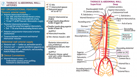 Gross Anatomy: Arteries of the Trunk | ditki medical & biological sciences
