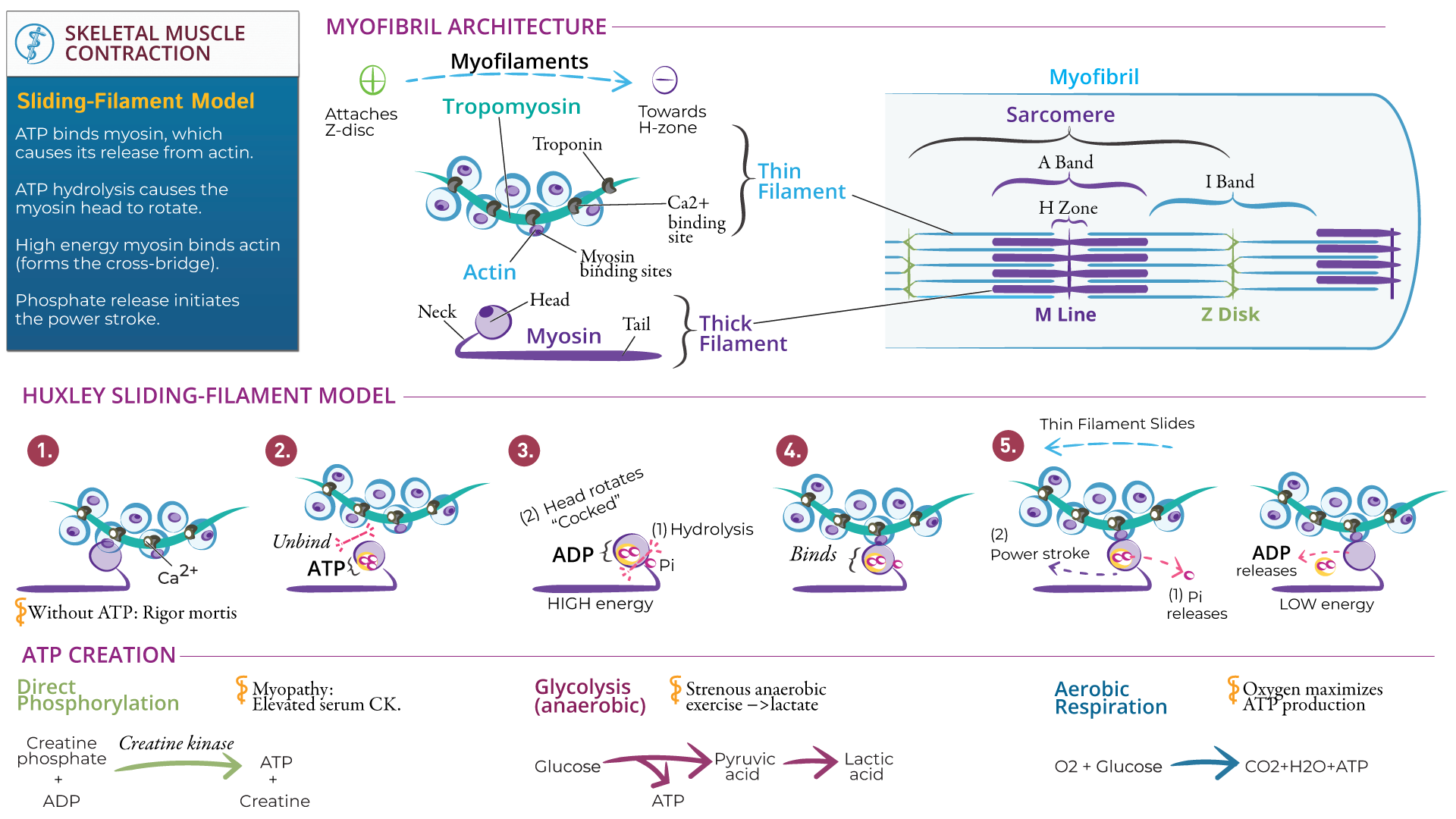 Advanced Anatomy & Physiology: Skeletal Muscle Contraction (Cross ...