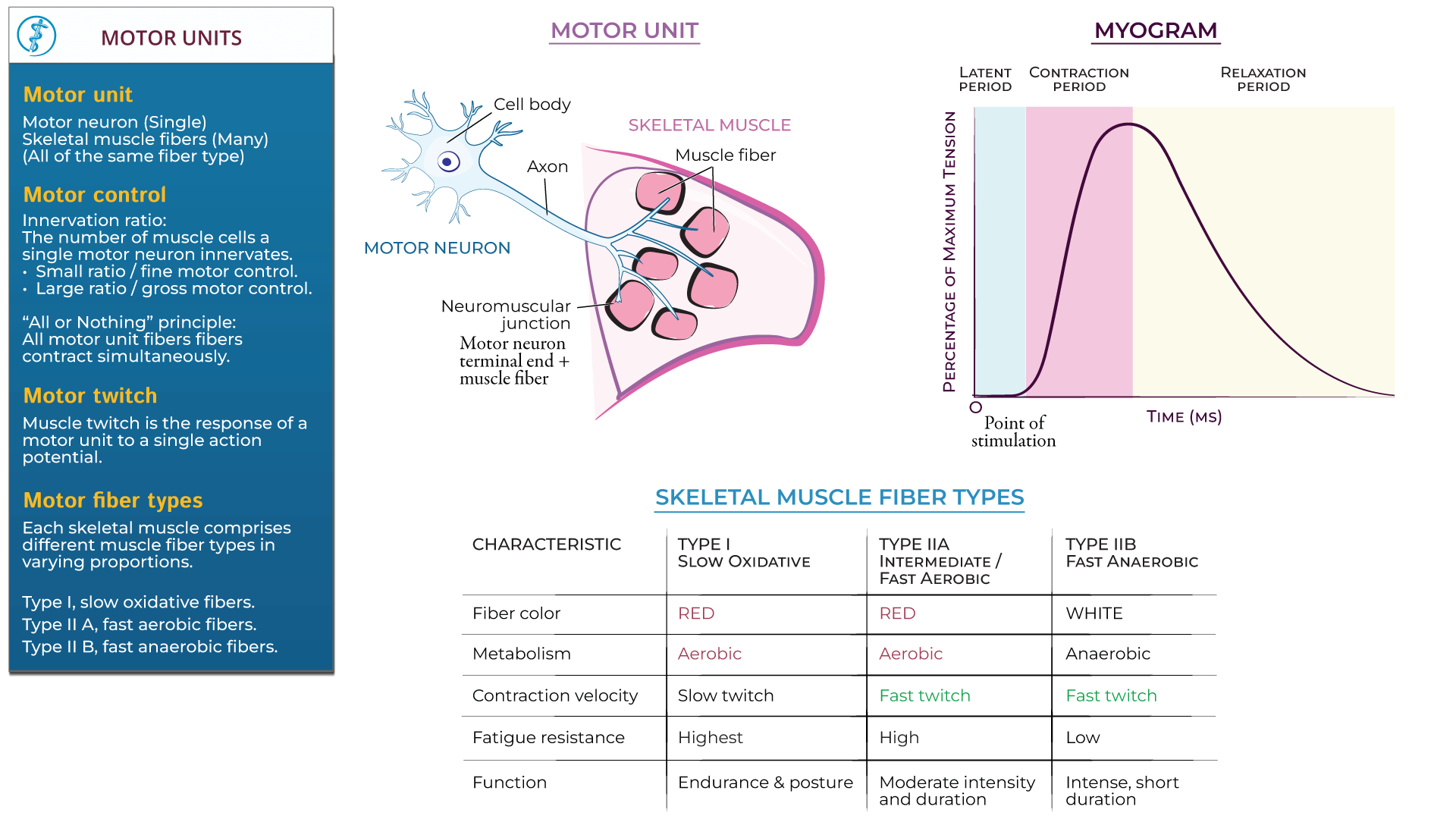 Advanced Anatomy & Physiology: Motor Units | ditki medical & biological ...
