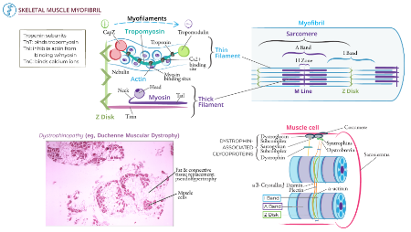 Histology Fundamentals: Skeletal Muscle Myofibrils | ditki medical ...
