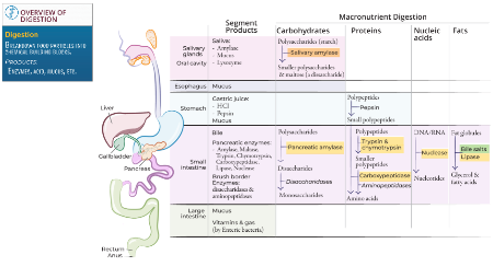 Biochemistry: Overview of Digestion & GI Secretions | ditki medical ...