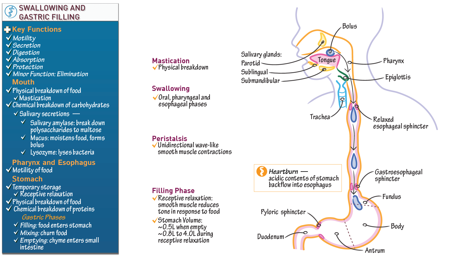 Physiology: Swallowing and Gastric Filling | ditki medical & biological ...