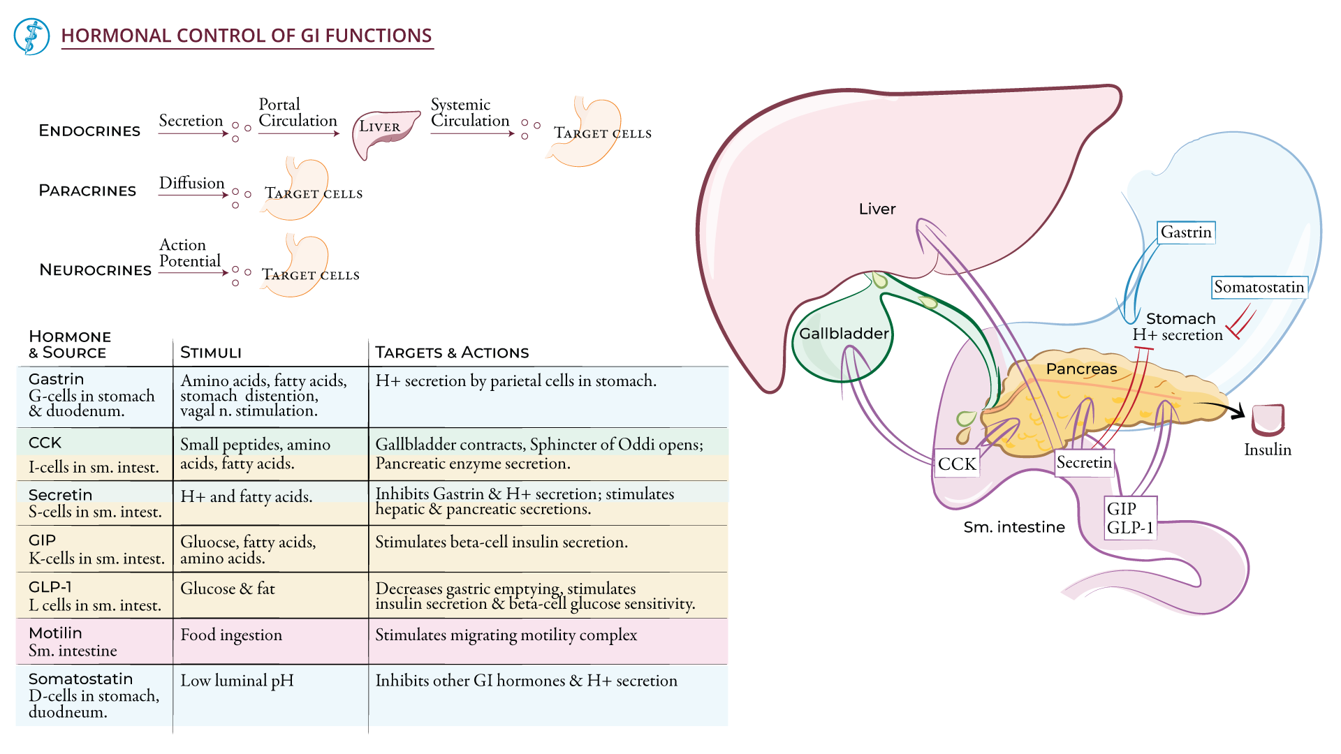 Physiology: Hormonal Regulation of the GI Functions | ditki medical ...