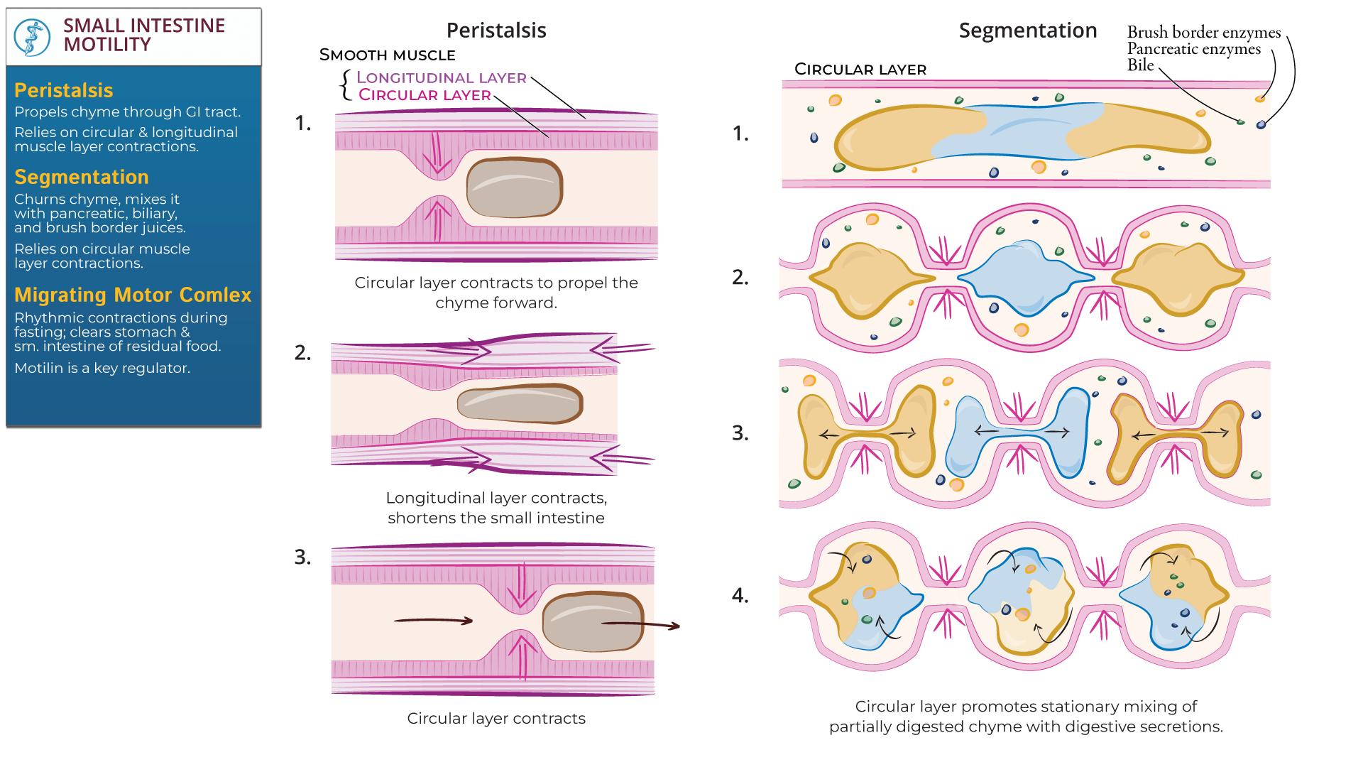 Anatomy Physiology Motility In The Small Intestine Ditki Medical