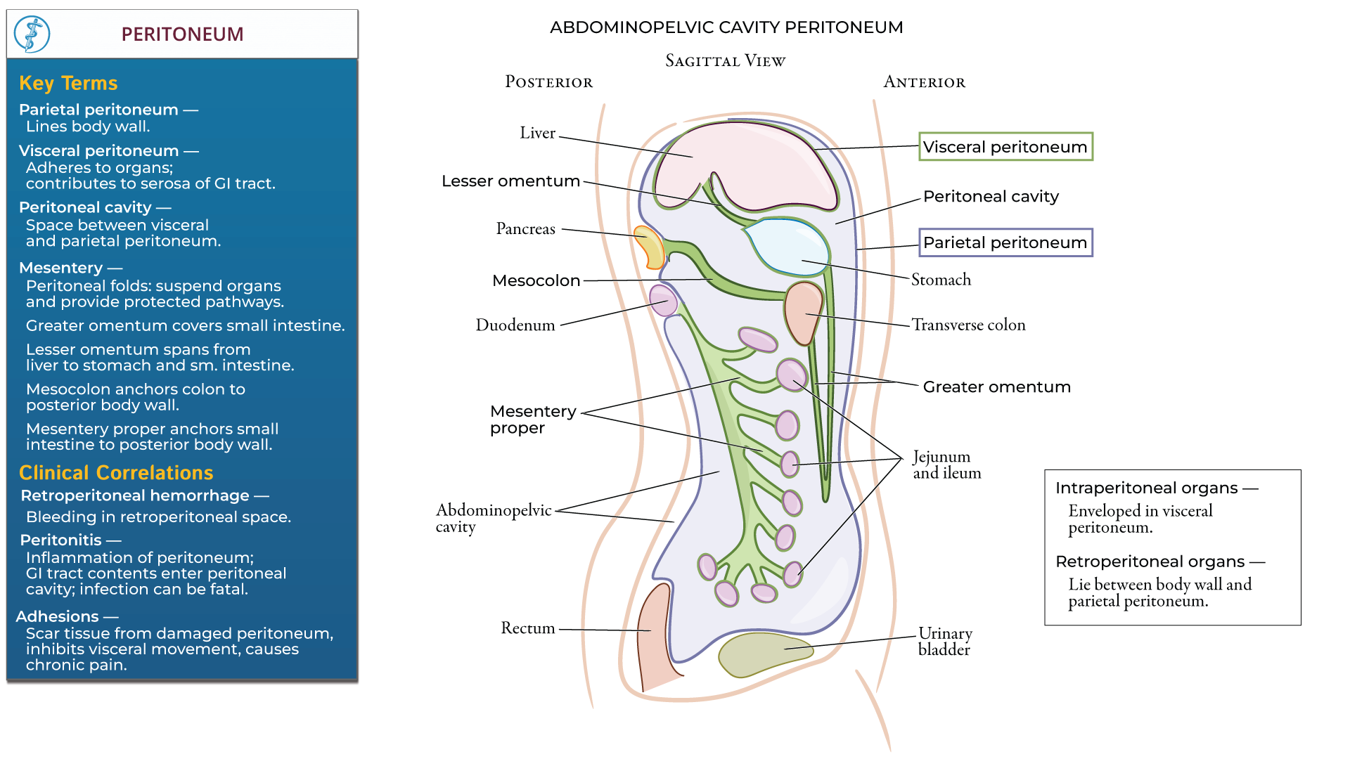 Gross Anatomy: Peritoneal Membranes | ditki medical & biological sciences