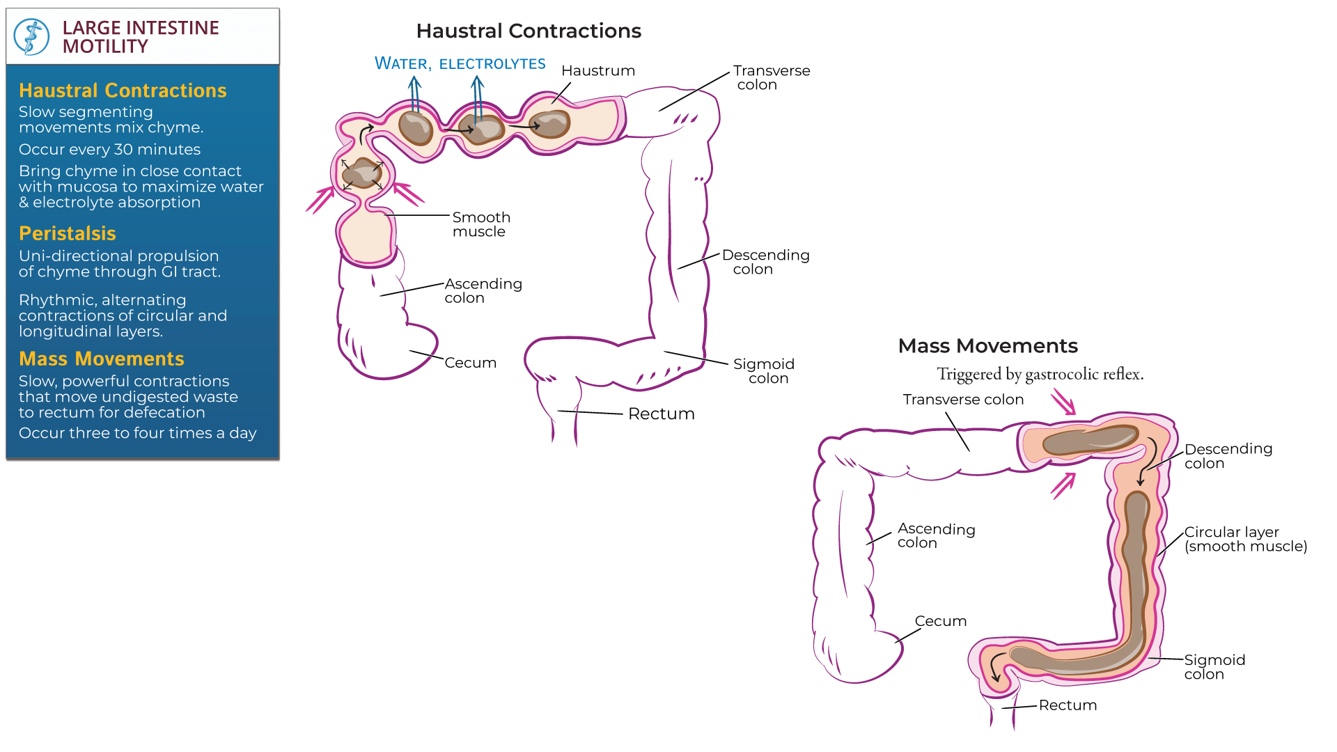 Advanced Anatomy & Physiology: Motility in the Large Intestine | ditki ...