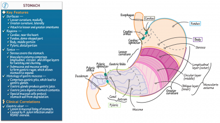 Gross Anatomy: Stomach | ditki medical & biological sciences