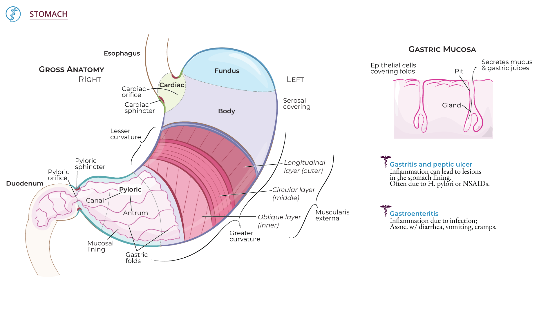 Gross Anatomy: Stomach | ditki medical & biological sciences