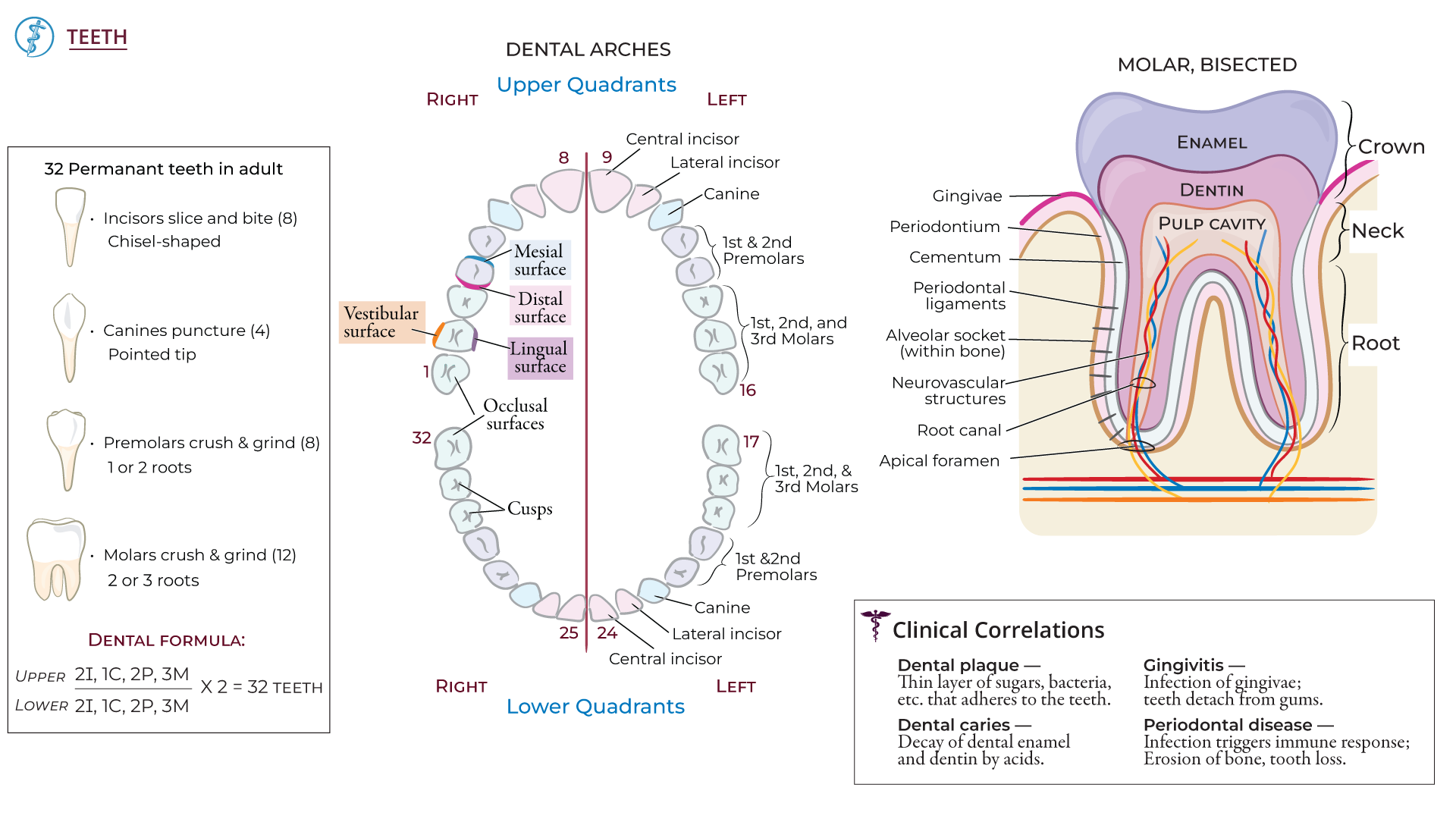 Gross Anatomy: Teeth - Advanced | ditki medical & biological sciences