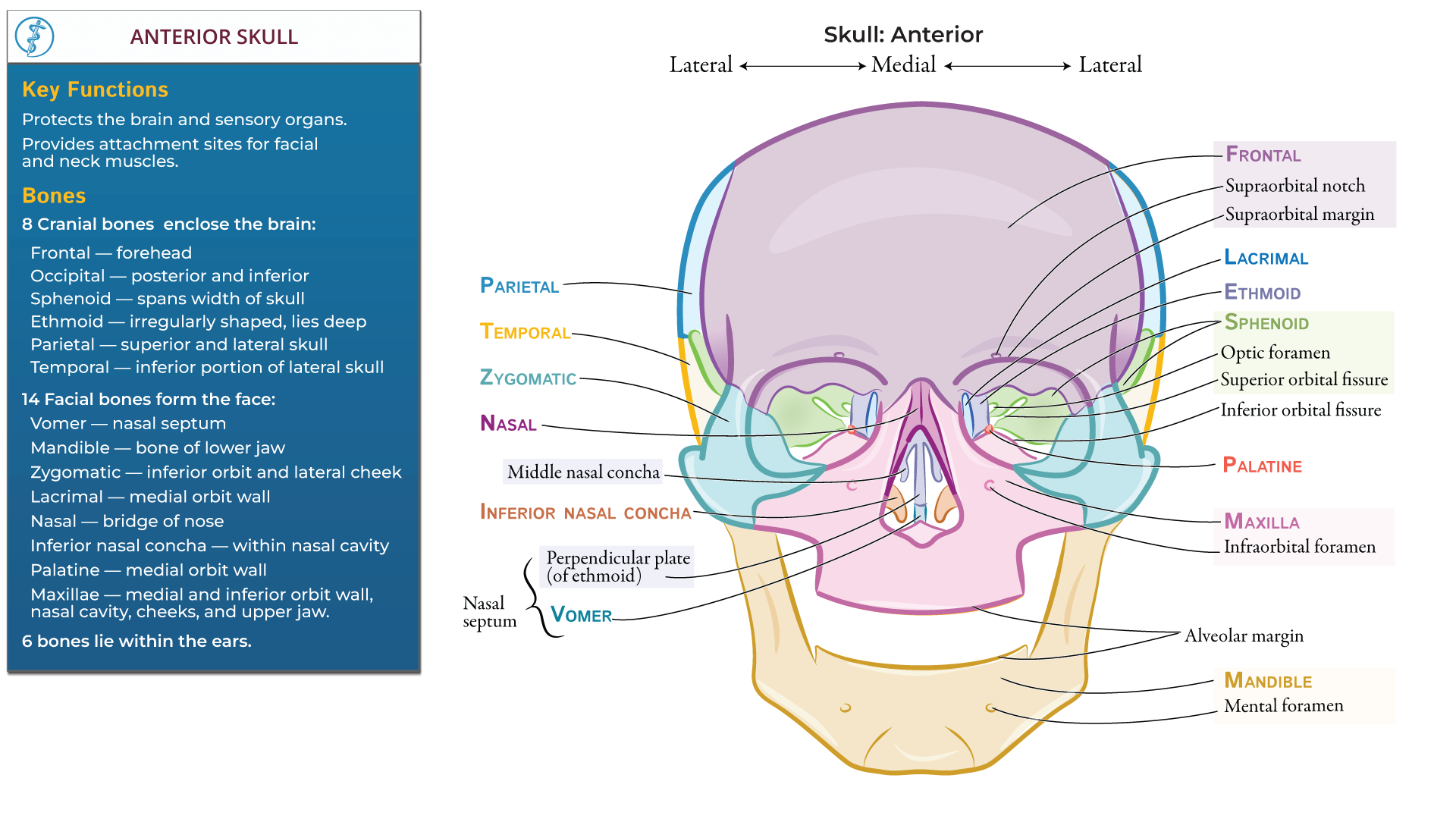 Infraorbital Fissure