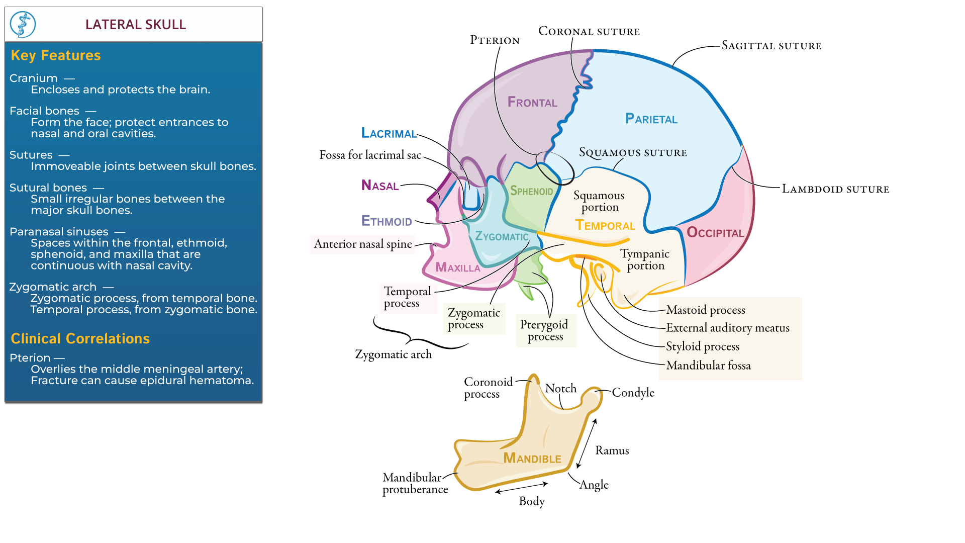 Gross Anatomy: Lateral Skull | ditki medical & biological sciences