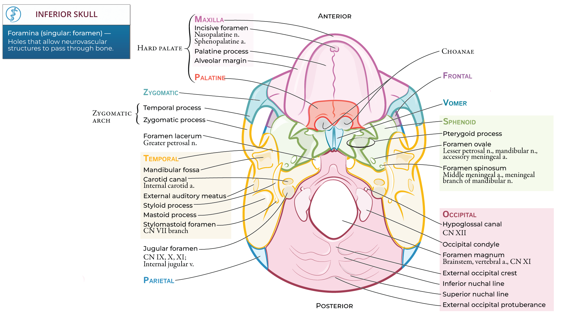Forame Rotundo Vista Inferior