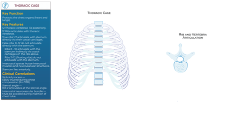 Gross Anatomy: Thoracic Cage | ditki medical & biological sciences