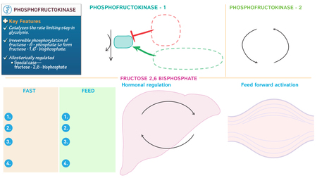 Biochemistry: Phosphofructokinase | ditki medical & biological sciences