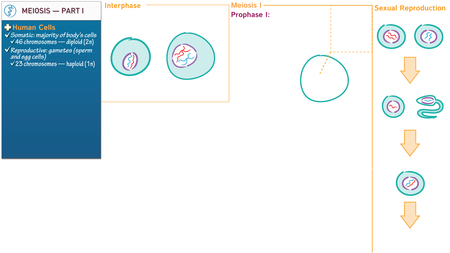 Advanced Anatomy & Physiology: Meiosis Part I | ditki medical ...