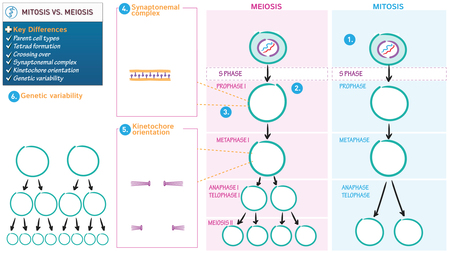 Embryology: Mitosis versus Meiosis | ditki medical & biological sciences