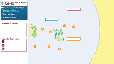MCAT Biology & Biochemistry: Vesicular Transport Overview | ditki ...