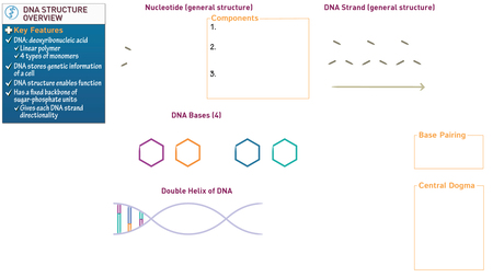 Biochemistry Fundamentals: DNA Structure Overview | ditki medical ...