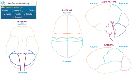 Neuroanatomy: Cerebrum: Key Surface Anatomy | ditki medical ...
