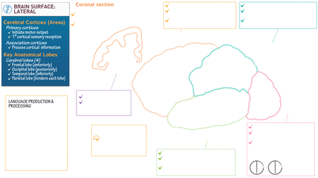 Neuroanatomy: Cerebrum: Lateral View | ditki medical & biological sciences