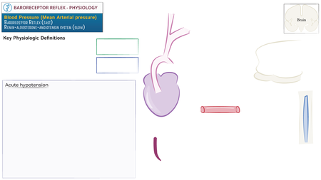 Neurological System: Baroreceptor Reflex: Anatomy & Physiology | ditki ...