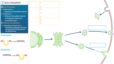 Cell Biology: Bulk Transport | ditki medical & biological sciences