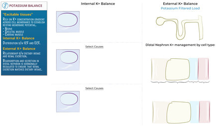 Renal System: Potassium Balance | ditki medical & biological sciences