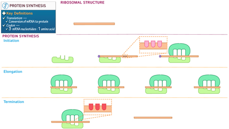 Biochemistry: Translation (Protein Synthesis) | ditki medical ...