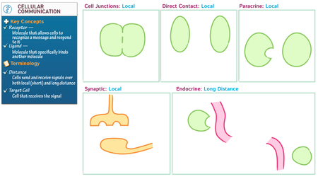 General Biology: Cellular Communication | ditki medical & biological ...