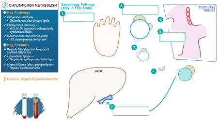 Physiology: Chylomicron Metabolism | ditki medical & biological sciences