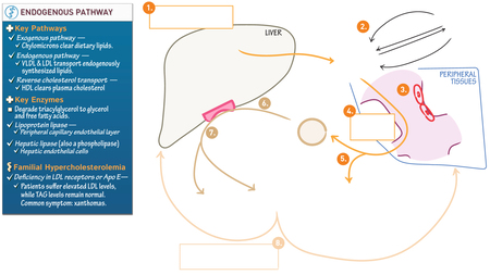 Physiology: Endogenous Pathway | ditki medical & biological sciences