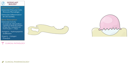 Gross Anatomy: Bone Resorption | ditki medical & biological sciences