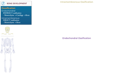 Gross Anatomy: Bone Development | ditki medical & biological sciences