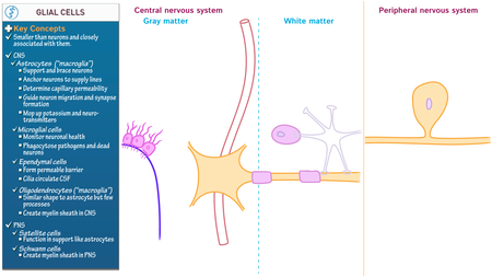 General Biology: Glial Cells | ditki medical & biological sciences