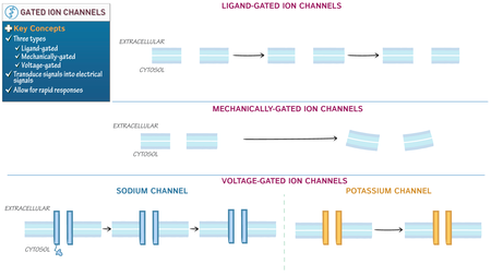Neurological System: Gated Ion Channels | ditki medical & biological ...