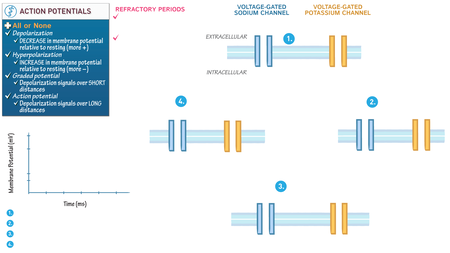 Anatomy & Physiology: Action Potentials | ditki medical & biological ...