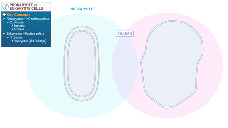 Cell Biology: Prokaryote vs Eukaryote Cells | ditki medical ...