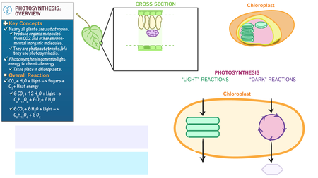 Human Biology: Photosynthesis Overview | ditki medical & biological ...