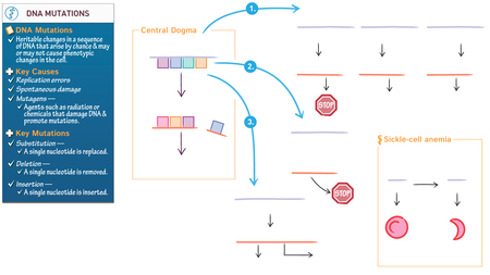 Cell Biology: DNA Mutations | ditki medical & biological sciences