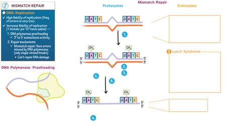 Biochemistry: Mismatch Repair | ditki medical & biological sciences