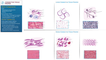 BMS Anatomy: Connective Tissue Proper | ditki medical & biological sciences
