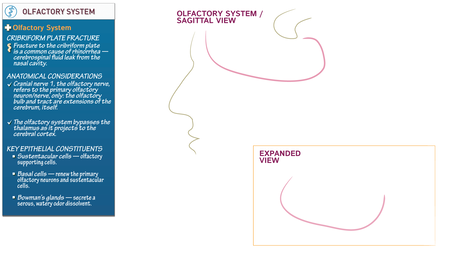 Neuroanatomy: The Olfactory System | ditki medical & biological sciences