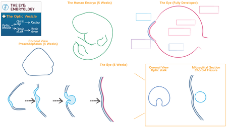 Embryology: Eye Embryology | ditki medical & biological sciences