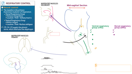 Physiology: Neural Control of Respiration | ditki medical & biological ...