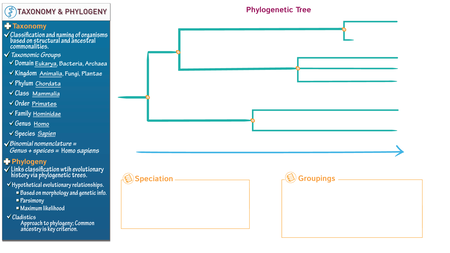 General Biology: Taxonomy and Phylogeny | ditki medical & biological ...