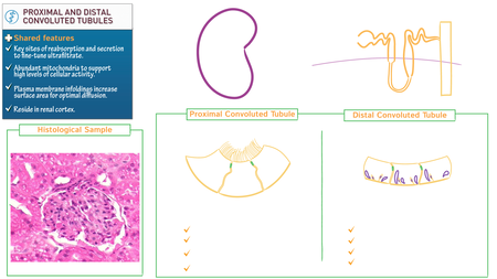 Histology: Proximal and Distal Convoluted Tubules | ditki medical ...