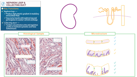 USMLE / COMLEX - Step 1: Nephron Loop and Collecting Duct | ditki ...