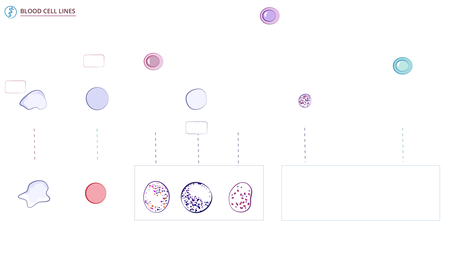 USMLE / COMLEX - Step 1: Blood Cell Lines | ditki medical & biological ...